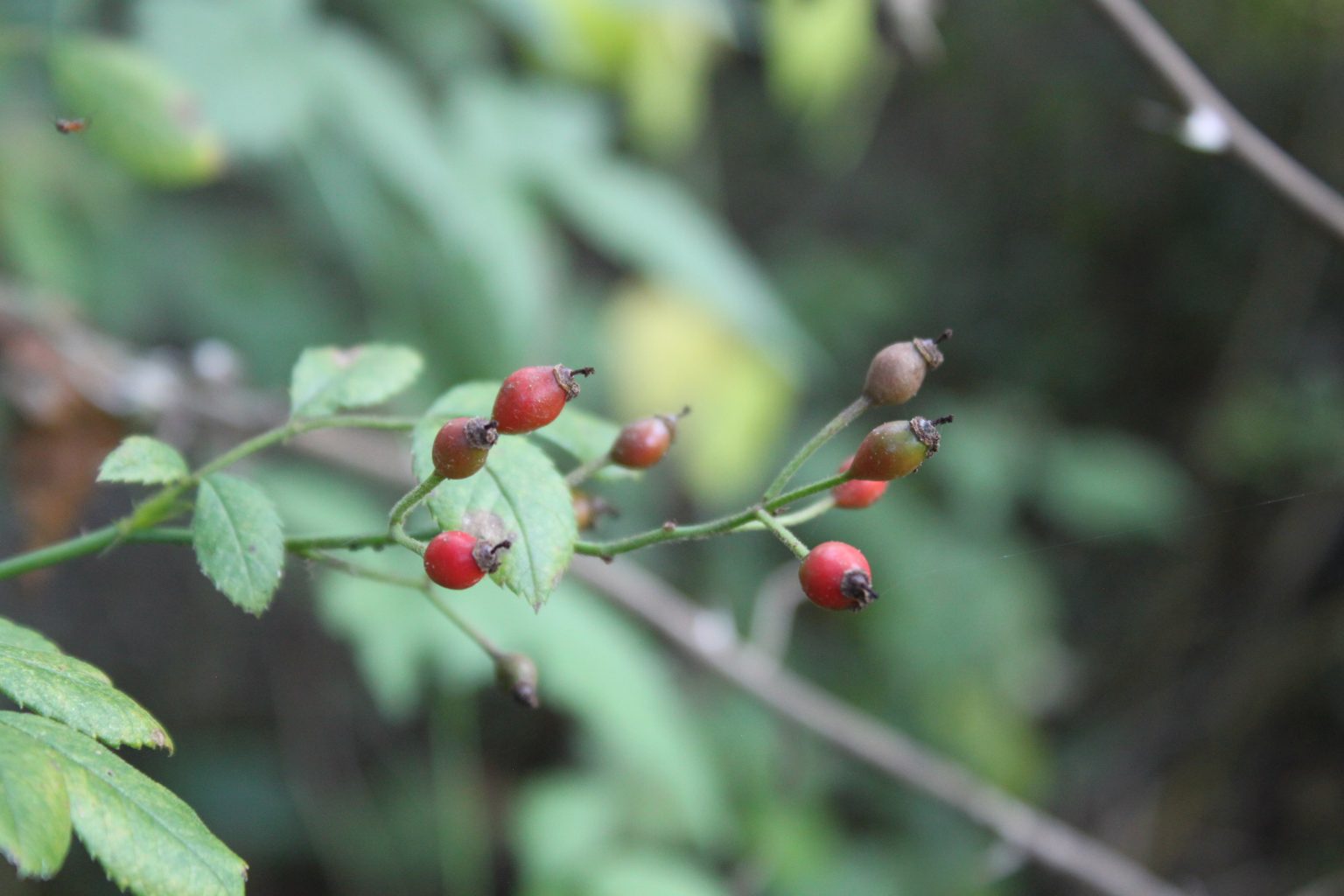 Multiflora Rose - Countryside